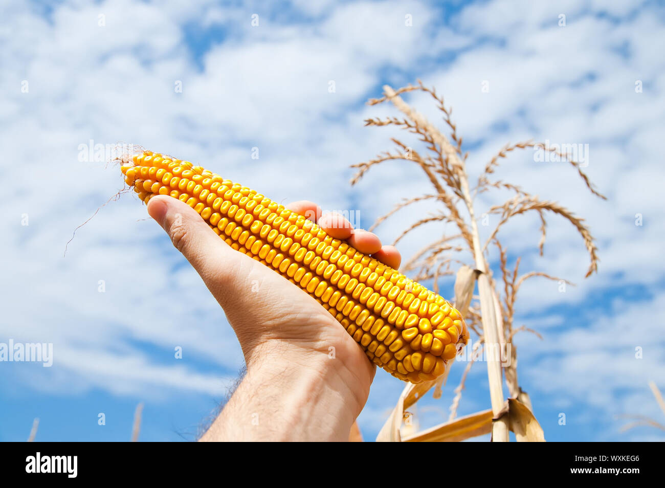 maize in hand Stock Photo - Alamy