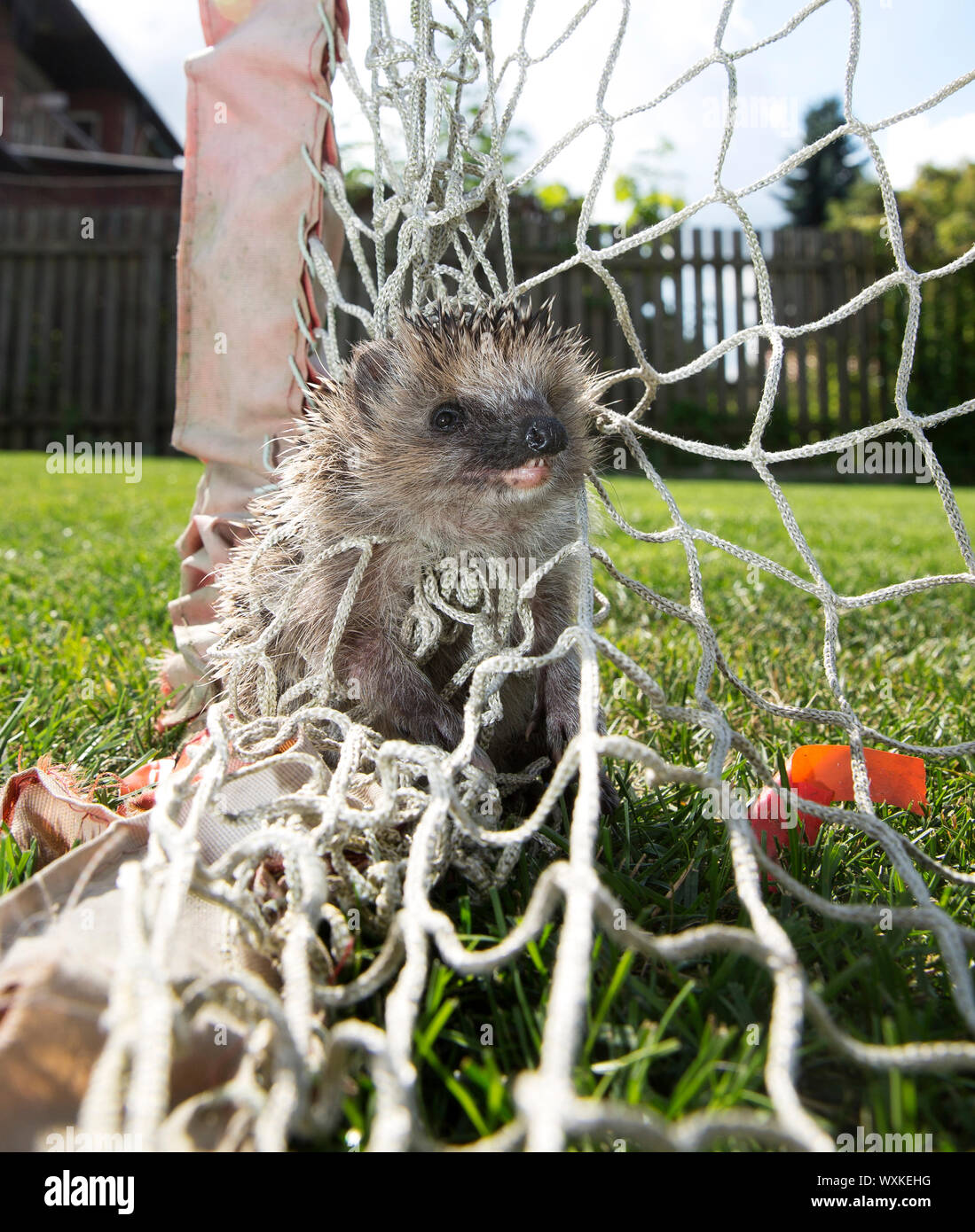 Scared hedgehog hi-res stock photography and images - Alamy