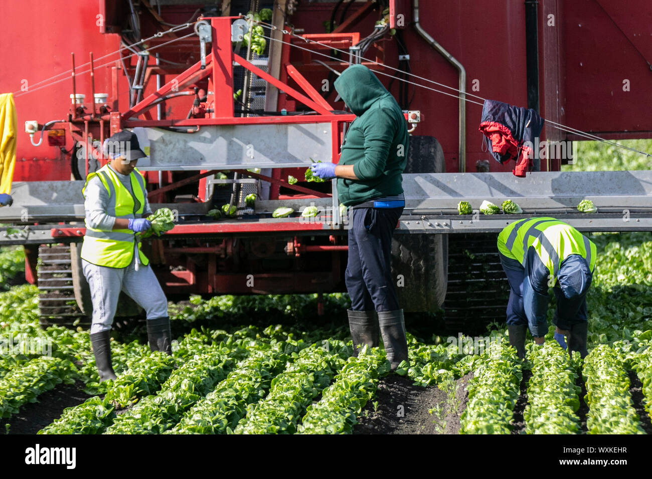 Labour seasonal hi-res stock photography and images - Alamy