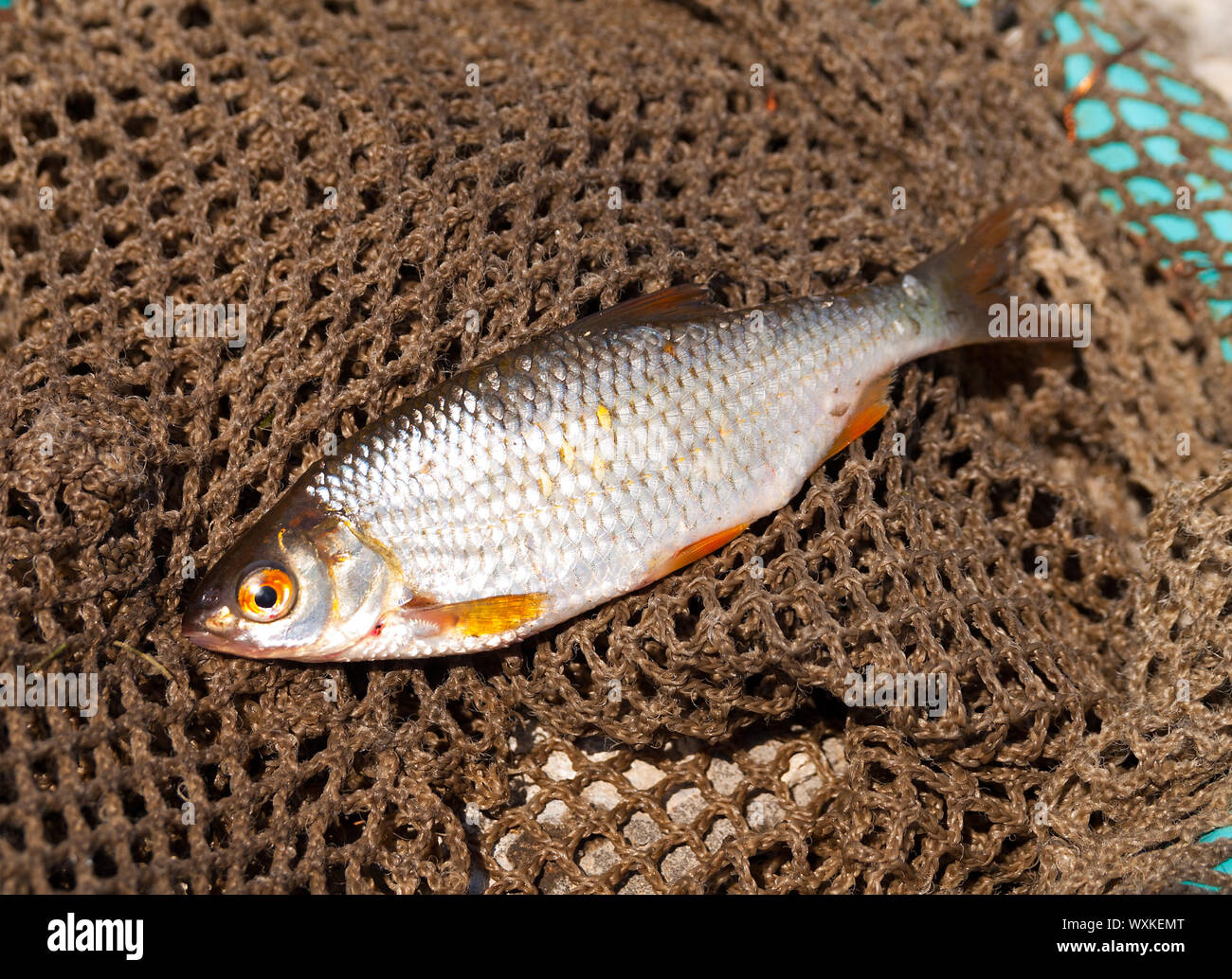 Rudd is on a fishing net Stock Photo - Alamy