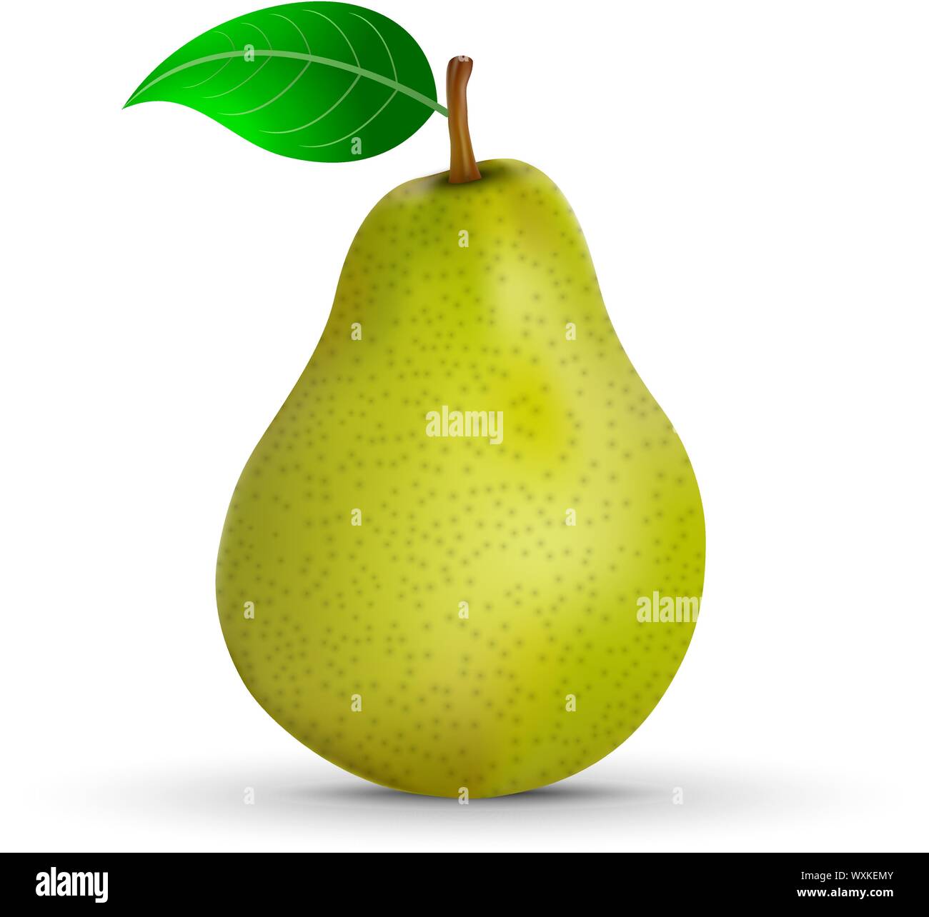 realistic pear isolated on white background. Vector illustration Stock ...