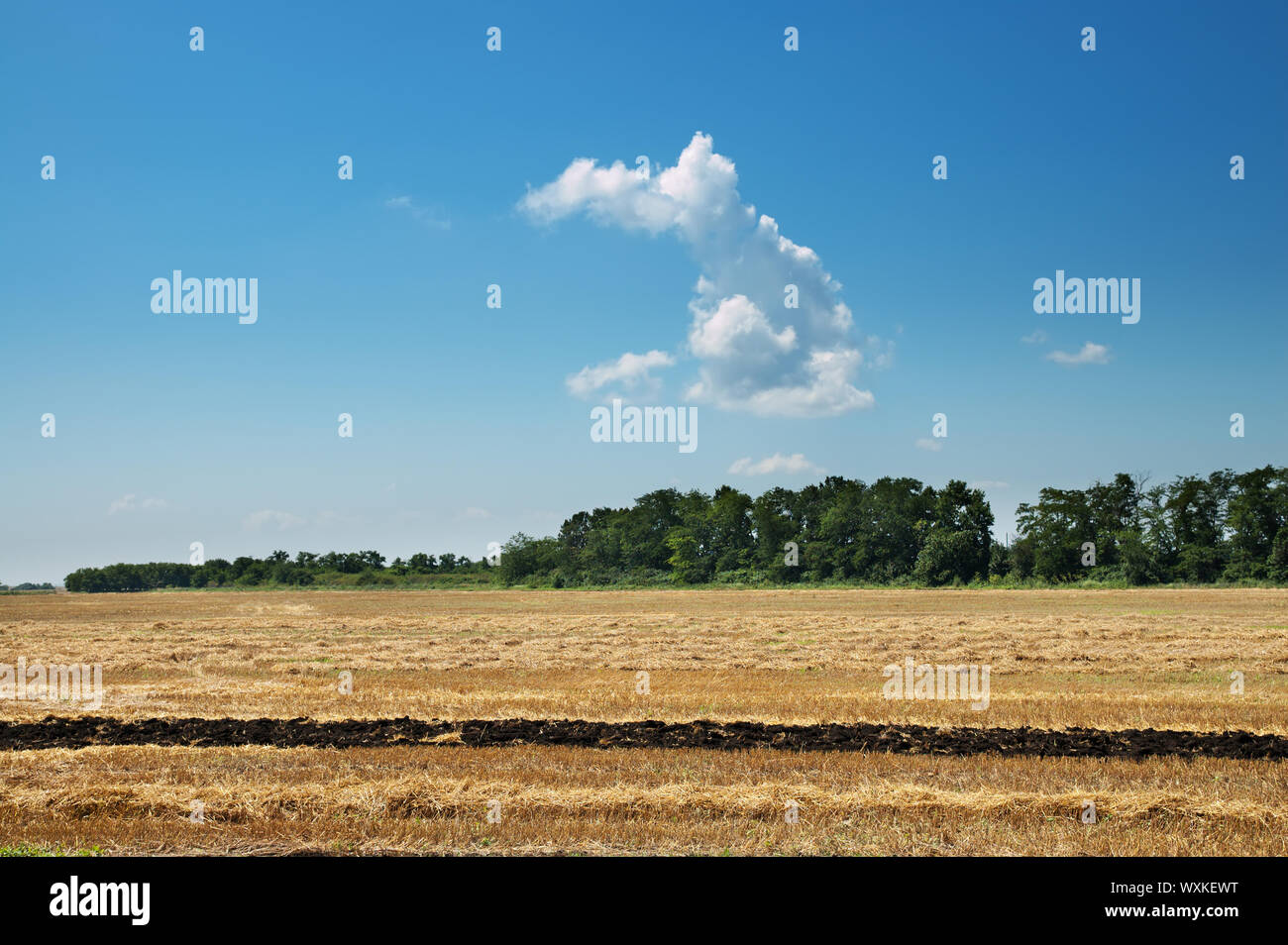 windrows on field after harvesting Stock Photo - Alamy