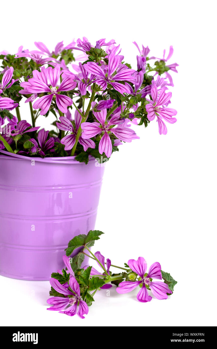 wild violet flowers in bucket isolated on white background Stock Photo ...