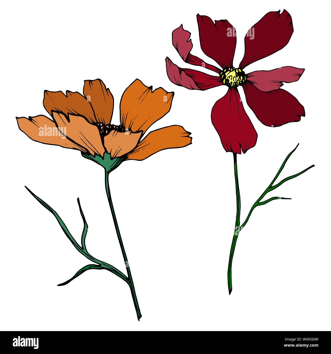 Vector Cosmos floral botanical flowers. Black and white engraved ink ...