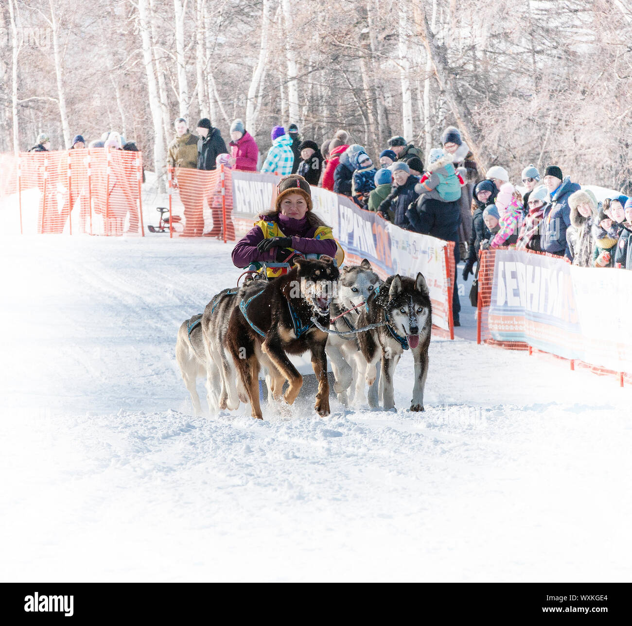 ESSO VILLAGE, KAMCHATKA, RUSSIA - MARCH 4, 2019: Running dog sledge ...
