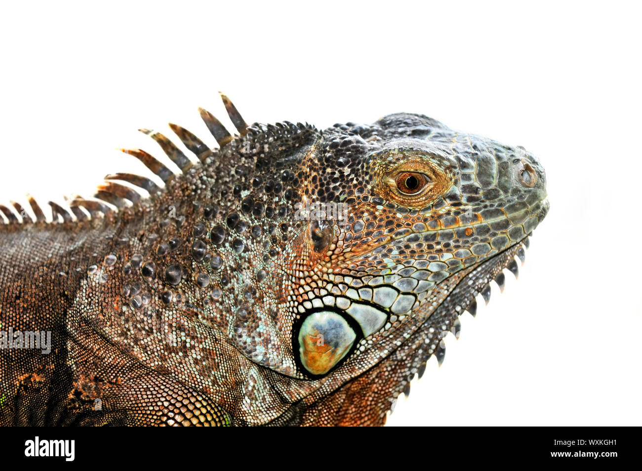 Close up of green iguana head on white background Stock Photo - Alamy