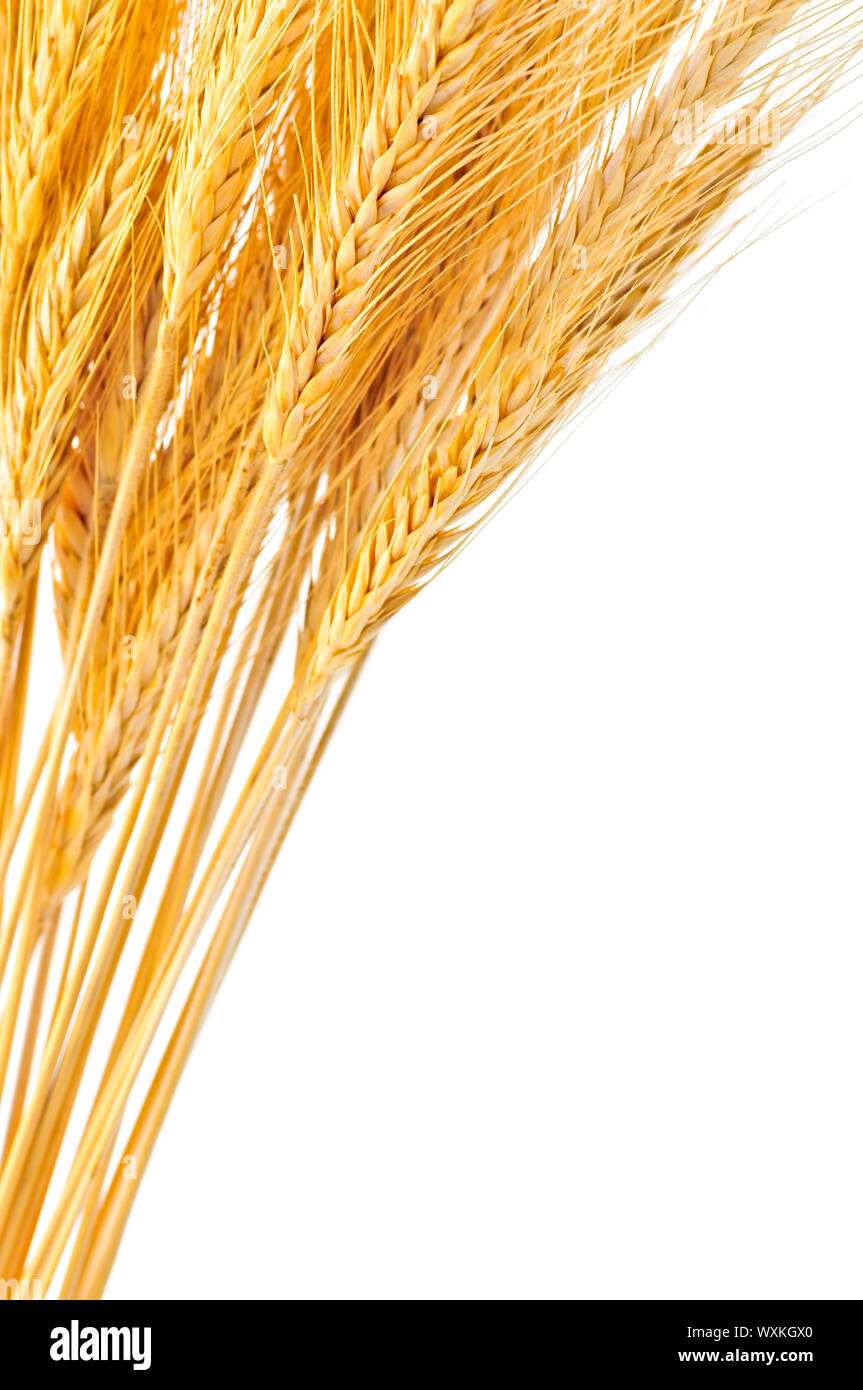 Stalks of golden wheat grain isolated on white background Stock Photo ...