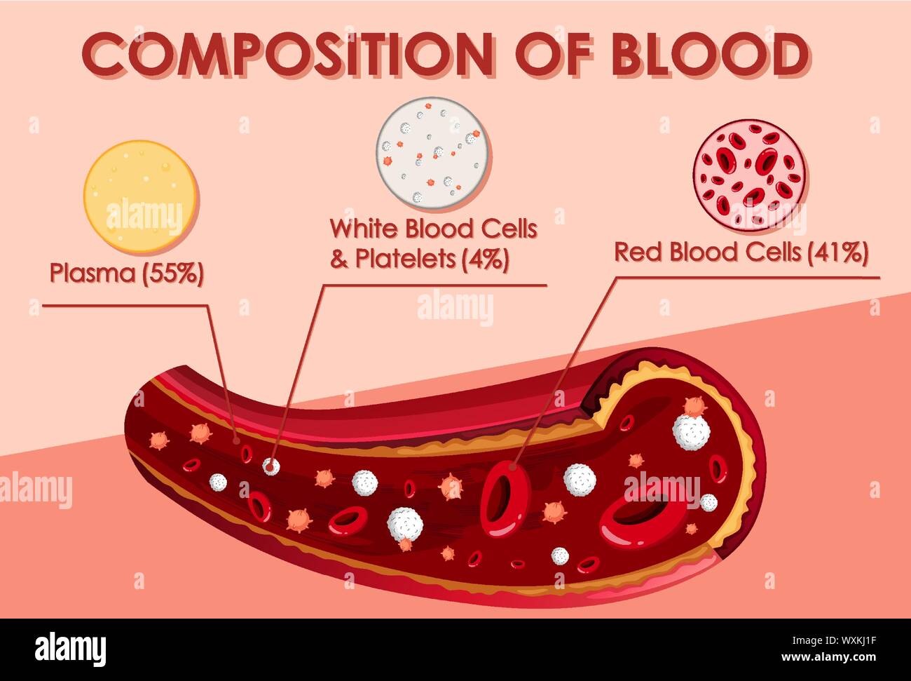 Diagram showing composition of blood illustration Stock Vector Image ...