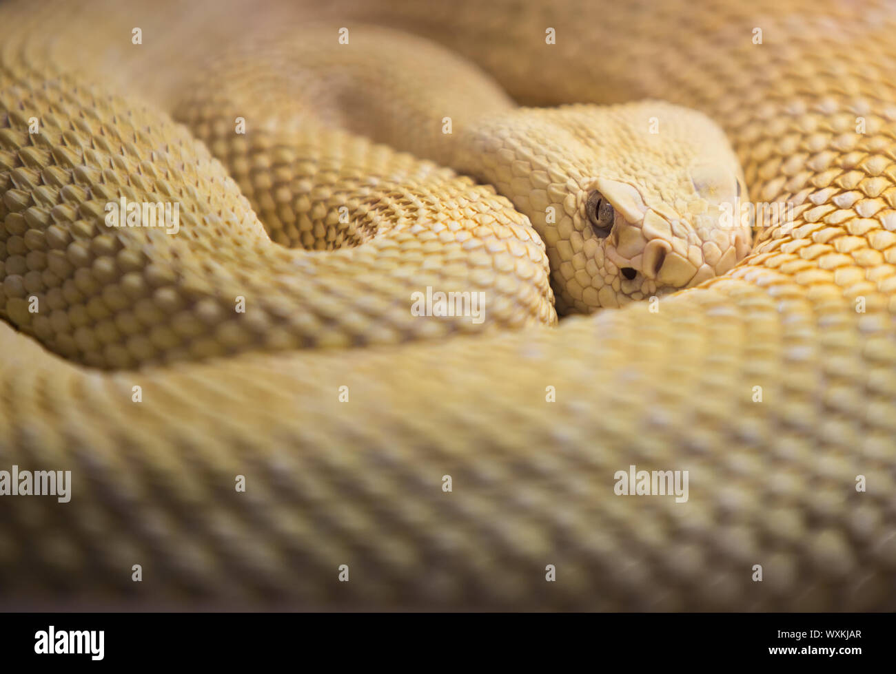 Albino rattlesnake hi-res stock photography and images - Alamy