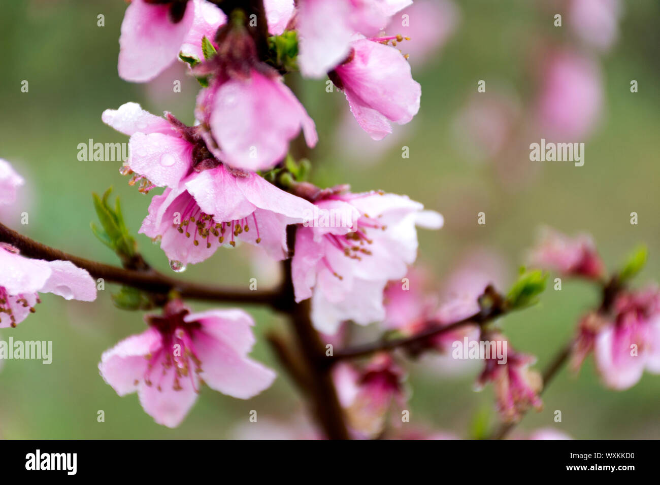 Peach tree flower hi-res stock photography and images - Alamy