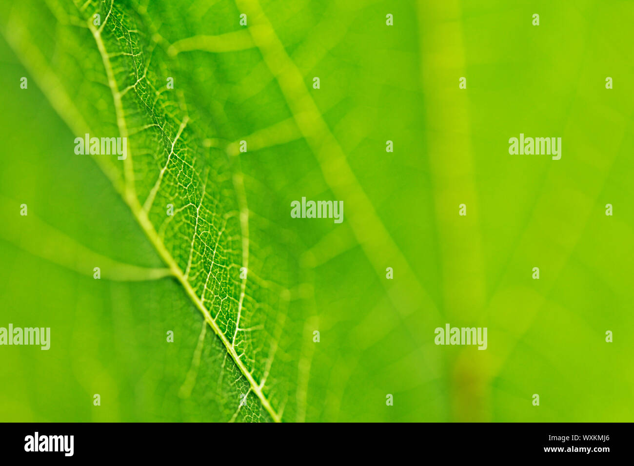Fresh dreen leaf texture macro close-up Stock Photo - Alamy