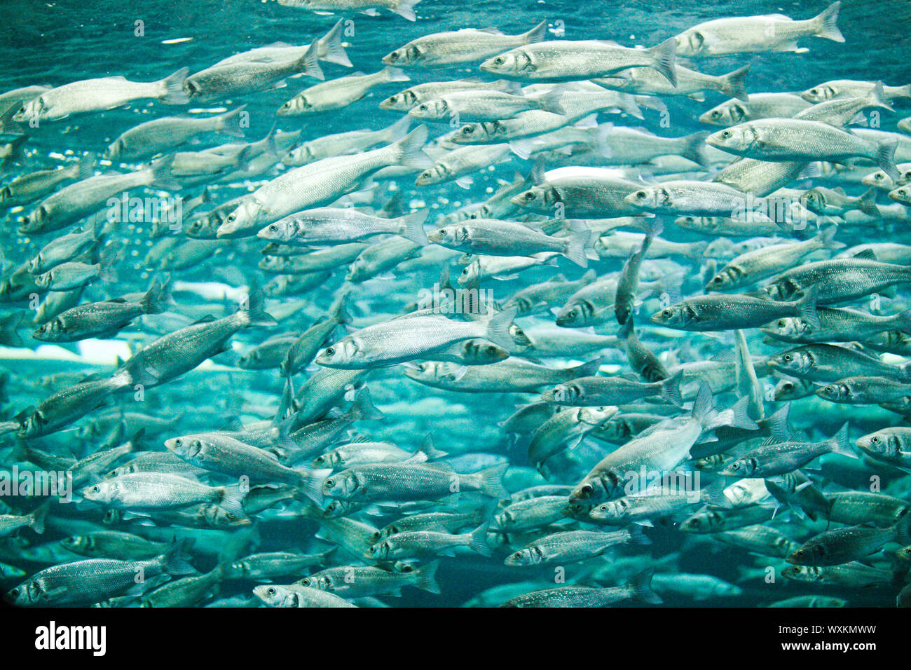 Many mackerel fish, underwater view Stock Photo - Alamy