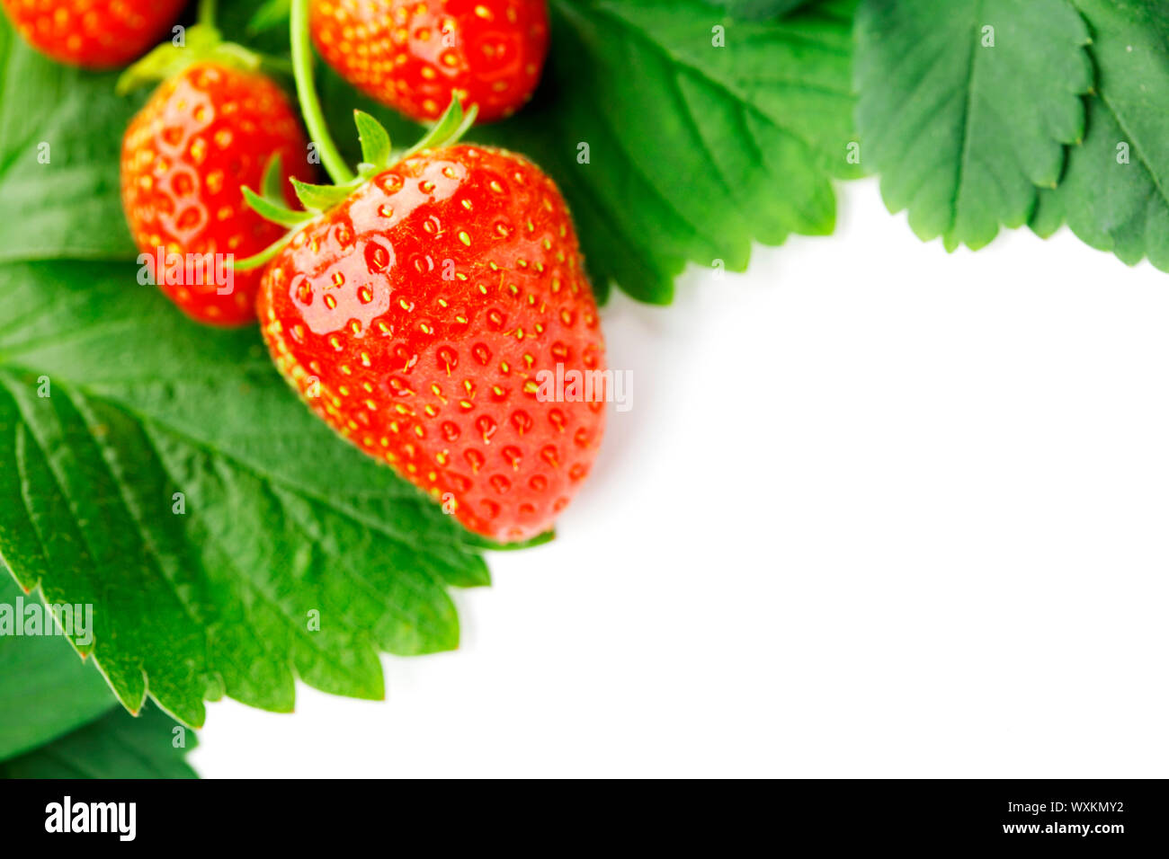 Strawberry with leaves isolated on white background Stock Photo - Alamy