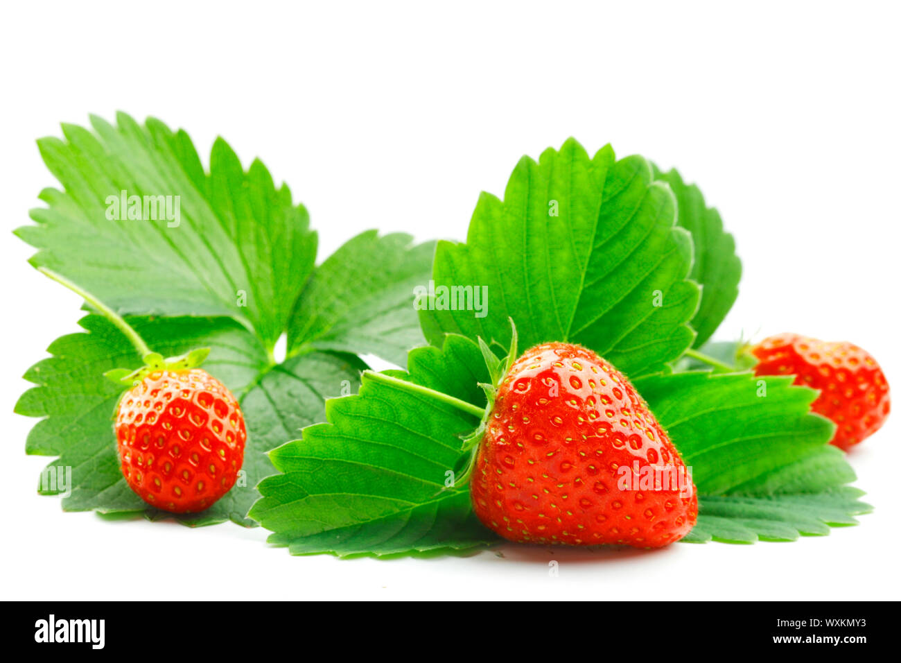 Strawberry with leaves isolated on white background Stock Photo - Alamy