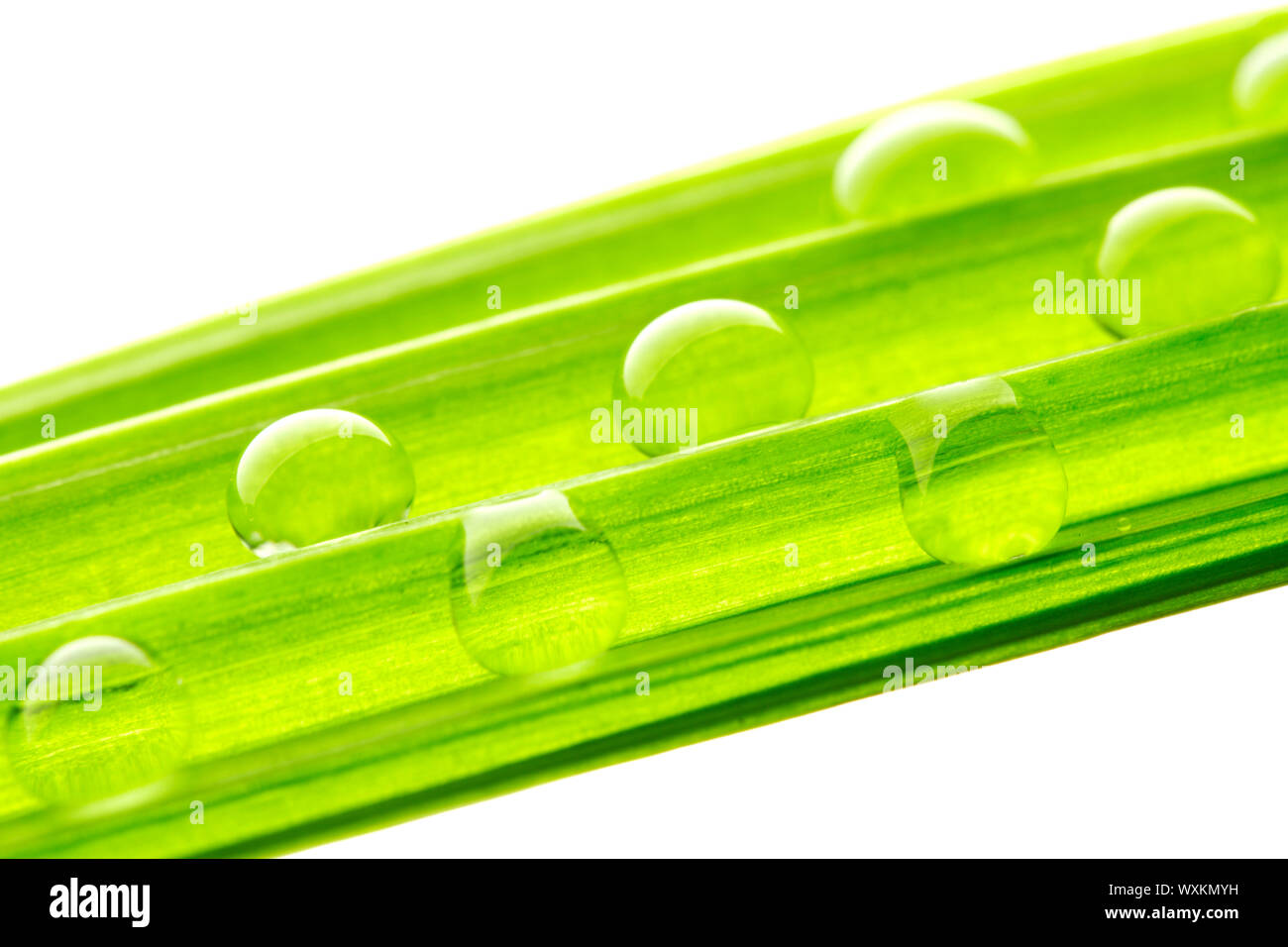 Water drops on the green grass blade isolated on white background Stock ...