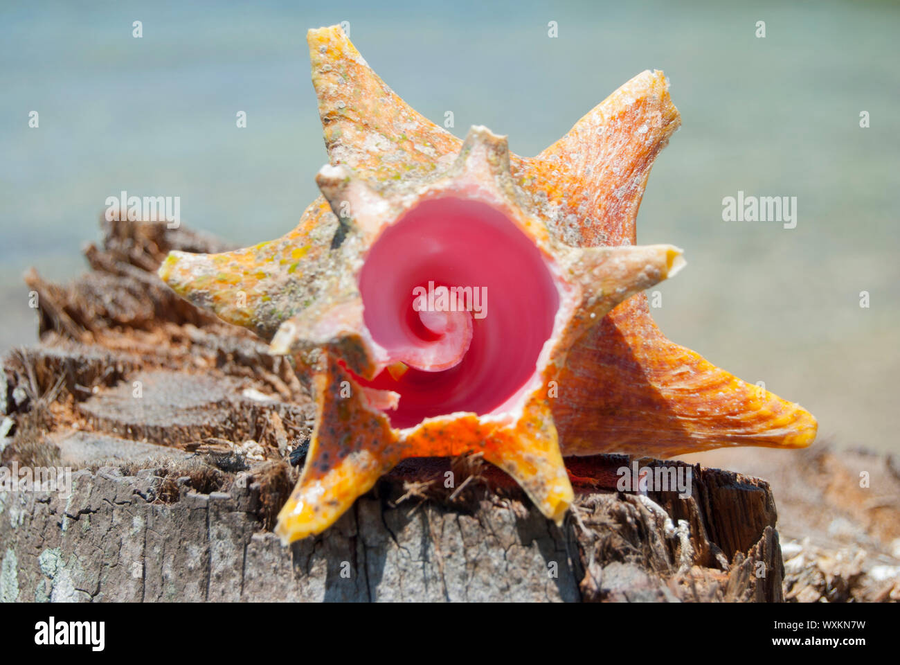 Fibonacci pattern. Shellfish. Nature proportion. Tropical paradise in ...