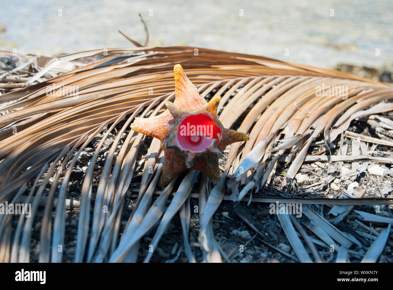 Fibonacci pattern. Shellfish. Nature proportion. Tropical paradise in ...