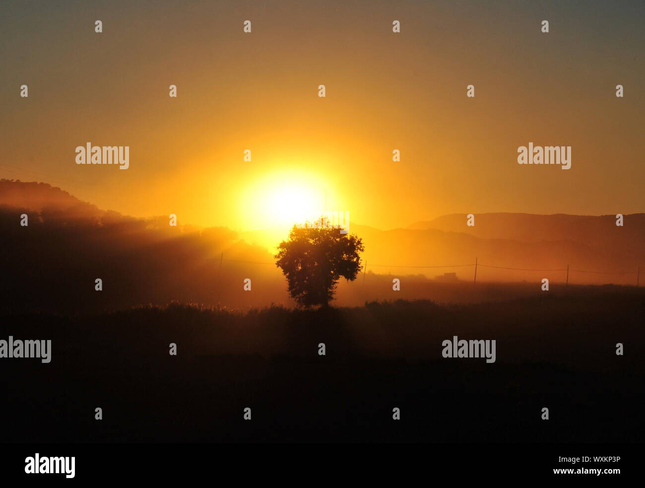 Beautiful backlight landscape at sunset. One tree. Alone. peaceful ...