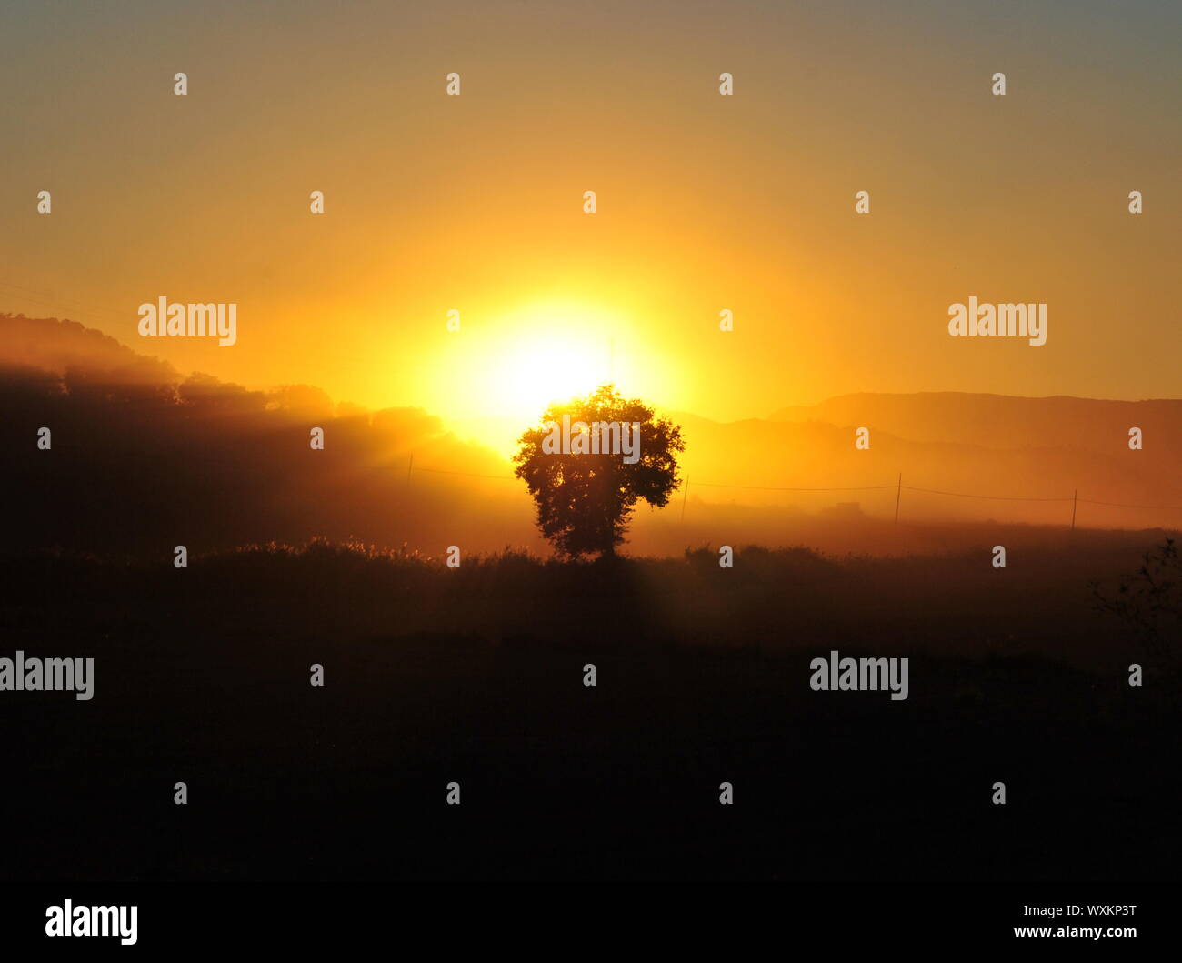 Beautiful backlight landscape at sunset. One tree. Alone. peaceful ...