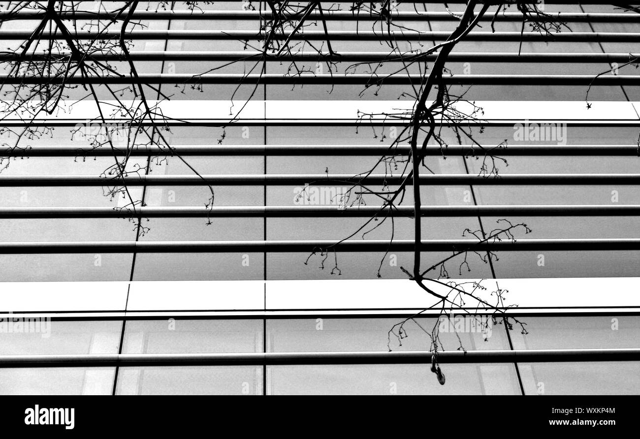 Textured window with branches Stock Photo - Alamy