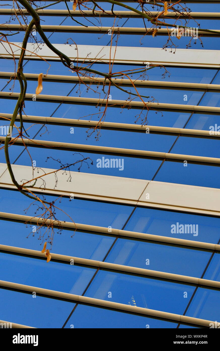 Textured window with branches Stock Photo - Alamy