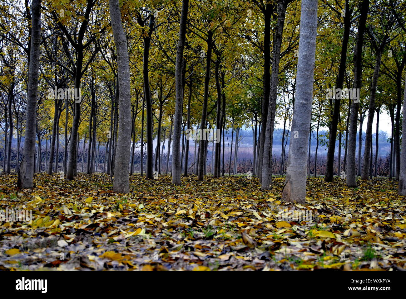 Field with walnut trees. Autumn landscape. Fallen leaves covering the ...