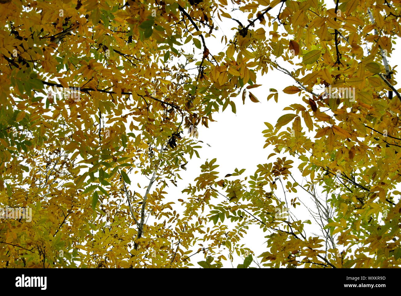 Field with walnut trees. Autumn landscape. Fallen leaves covering the ...