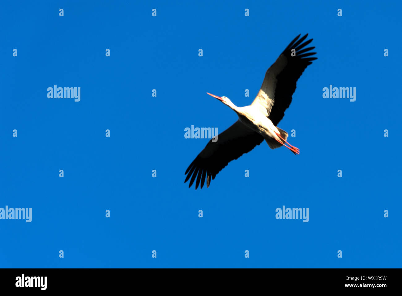 Stork flying with a blue background. Sunny day Stock Photo - Alamy