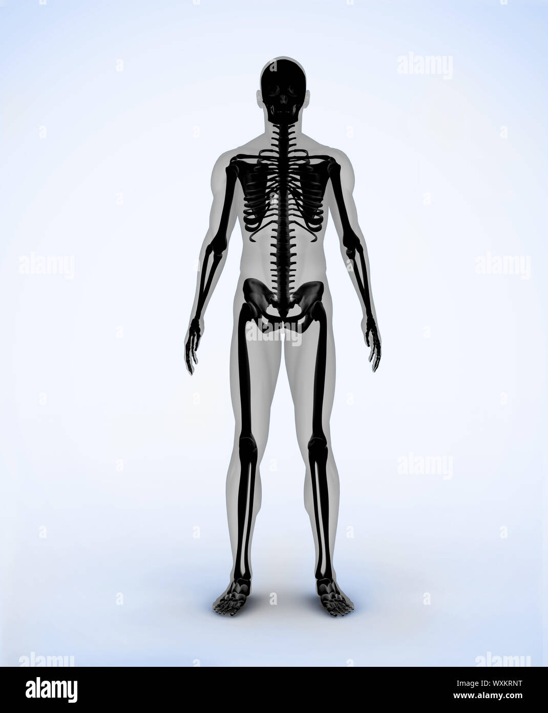 Black digital skeleton hi-res stock photography and images - Alamy