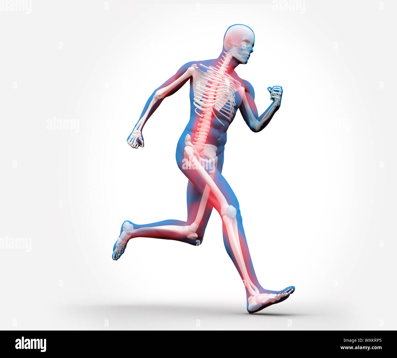 Blue and red digital skeleton running against a white background Stock ...