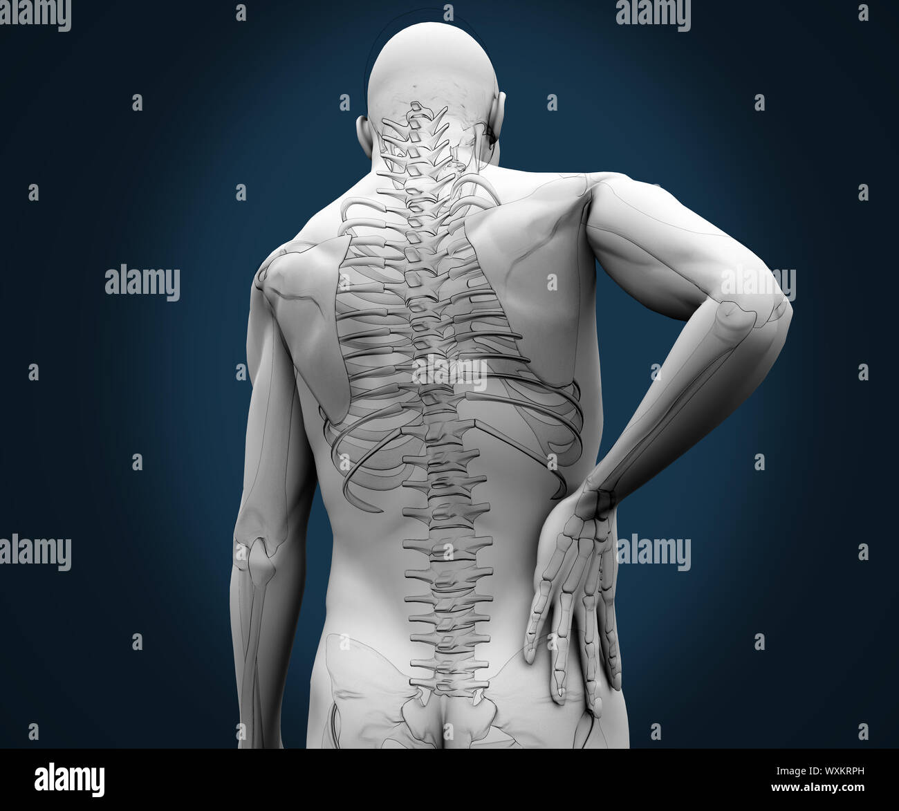 Skeleton having pain on his back against a blue background Stock Photo ...