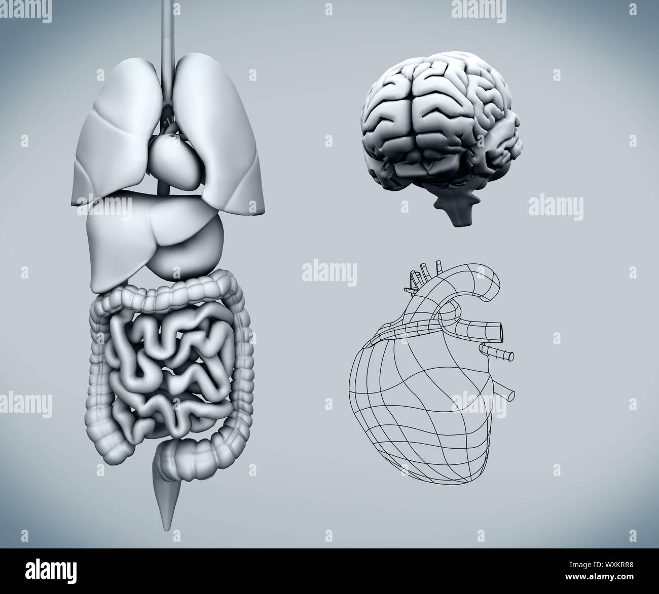 Digital diagram of a human brain hi-res stock photography and images ...