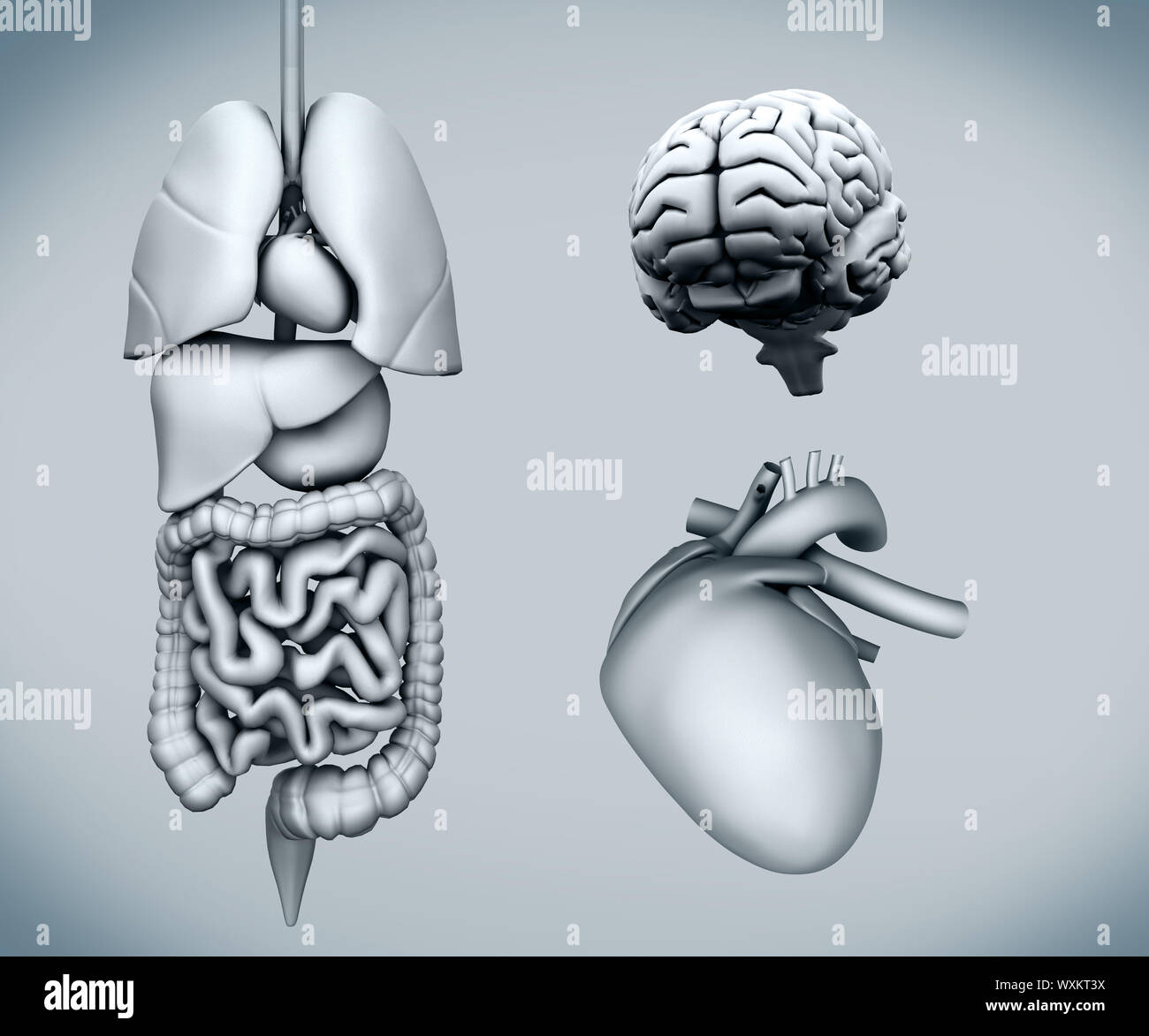 Diagram of human organs on white background Stock Photo - Alamy