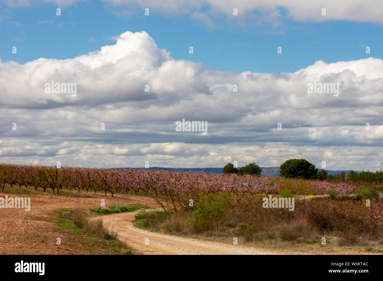 Landscape with a fields of peach tree rows, and pear tree rows. Trees ...