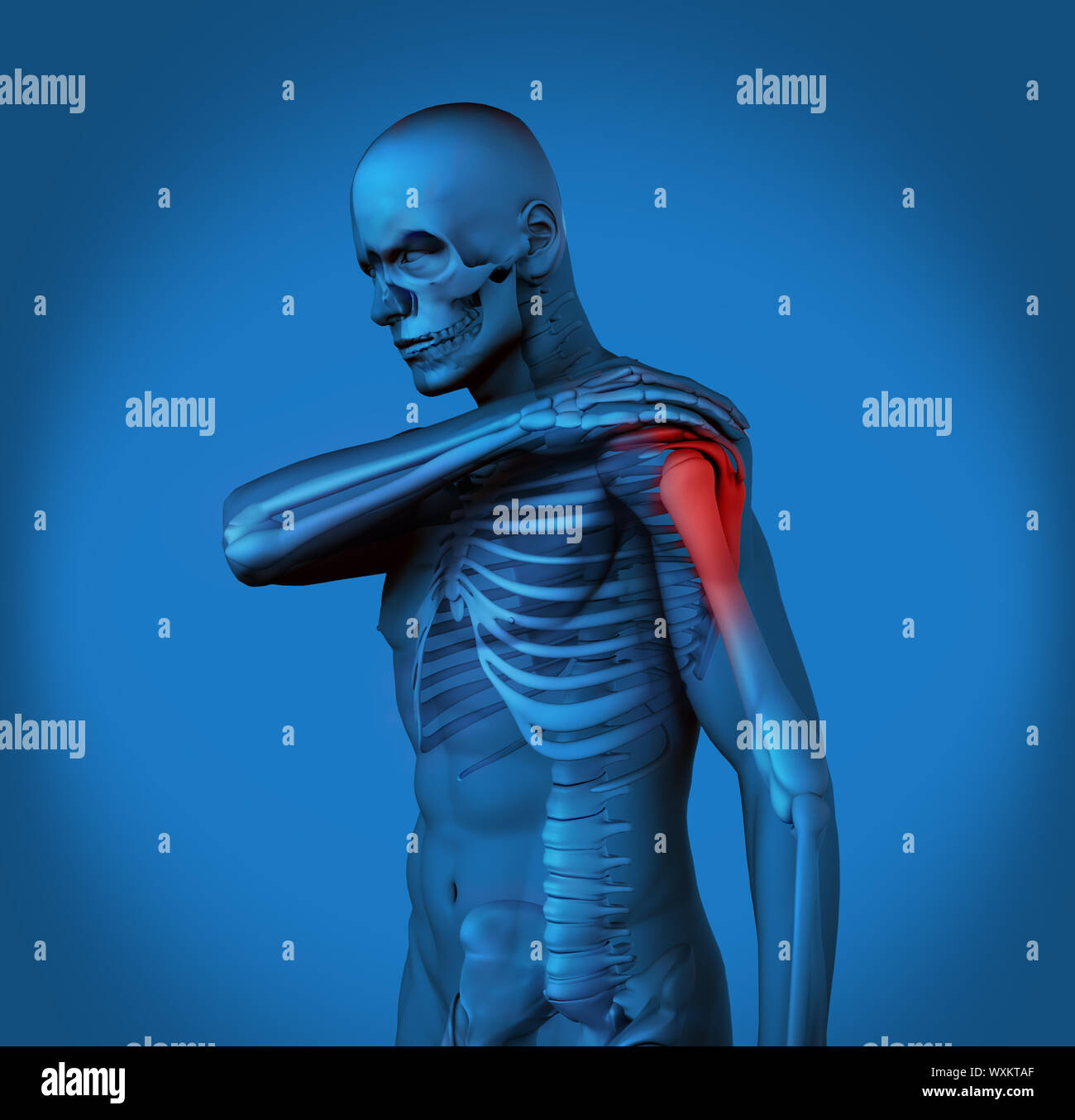 Highlighted shoulder pain of blue transparent human Stock Photo - Alamy