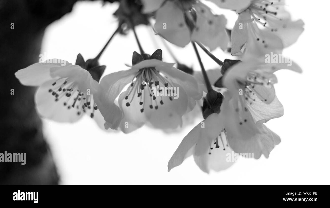 Peach fruit in tree Black and White Stock Photos & Images - Alamy