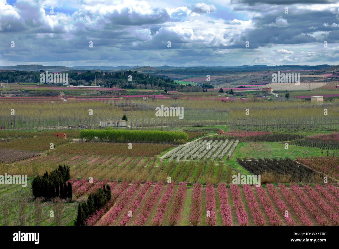 Landscape with a fields of peach tree rows, and pear tree rows. Trees ...