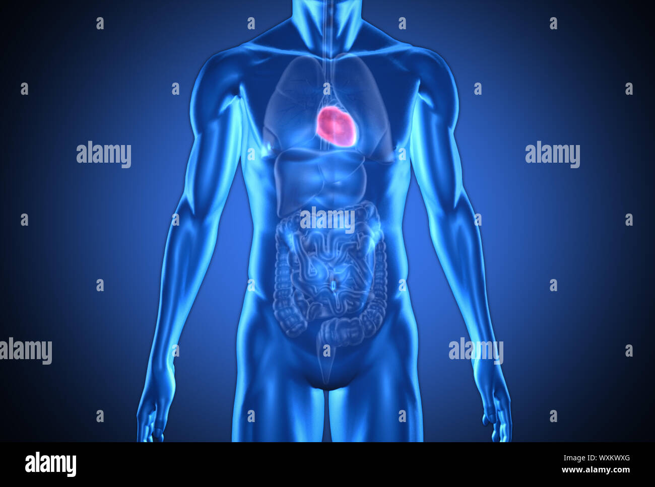 Digital blue human with highlighted heart on blue background Stock ...