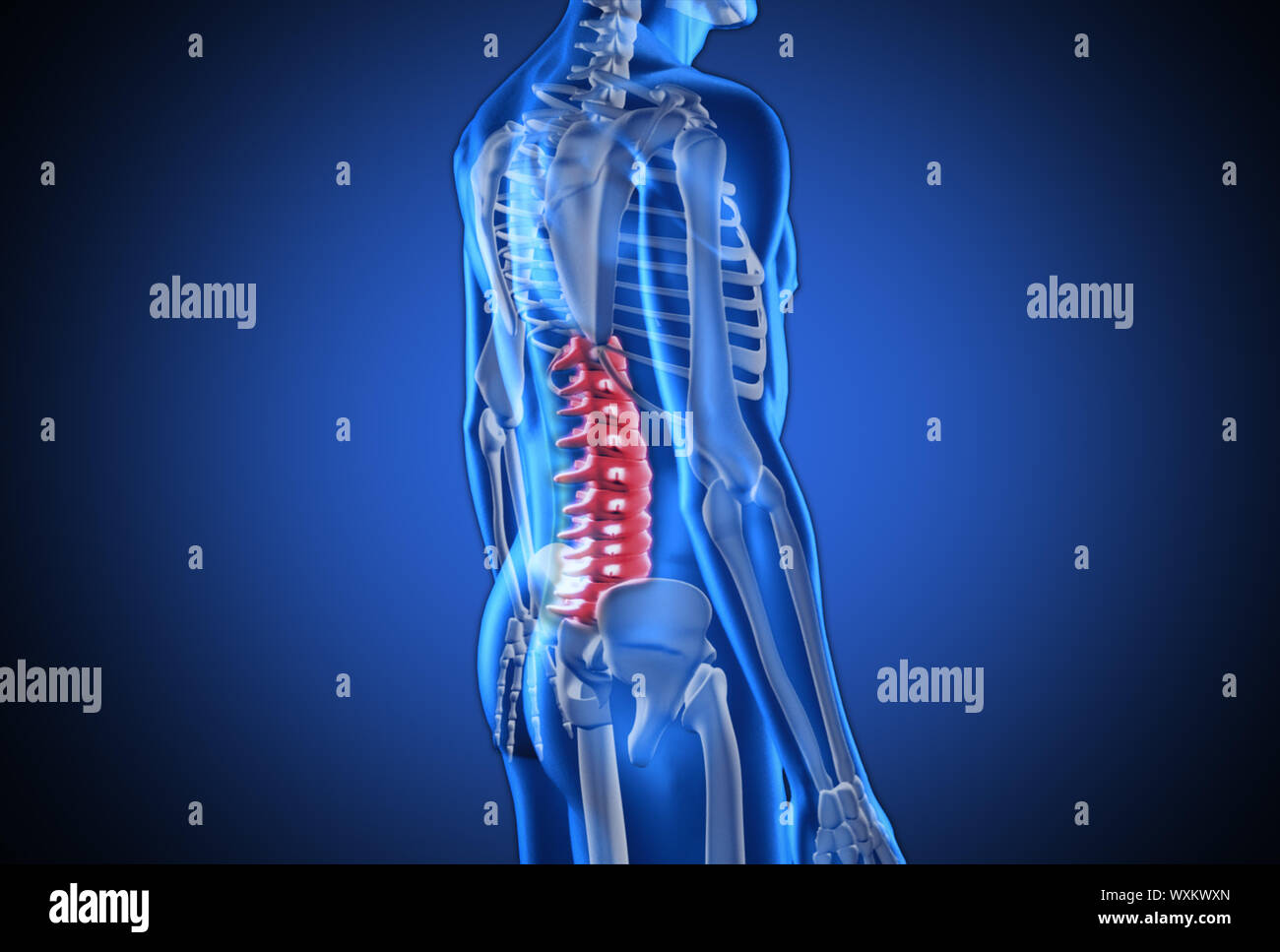 Digital blue human with highlighted spine on dark blue background Stock ...