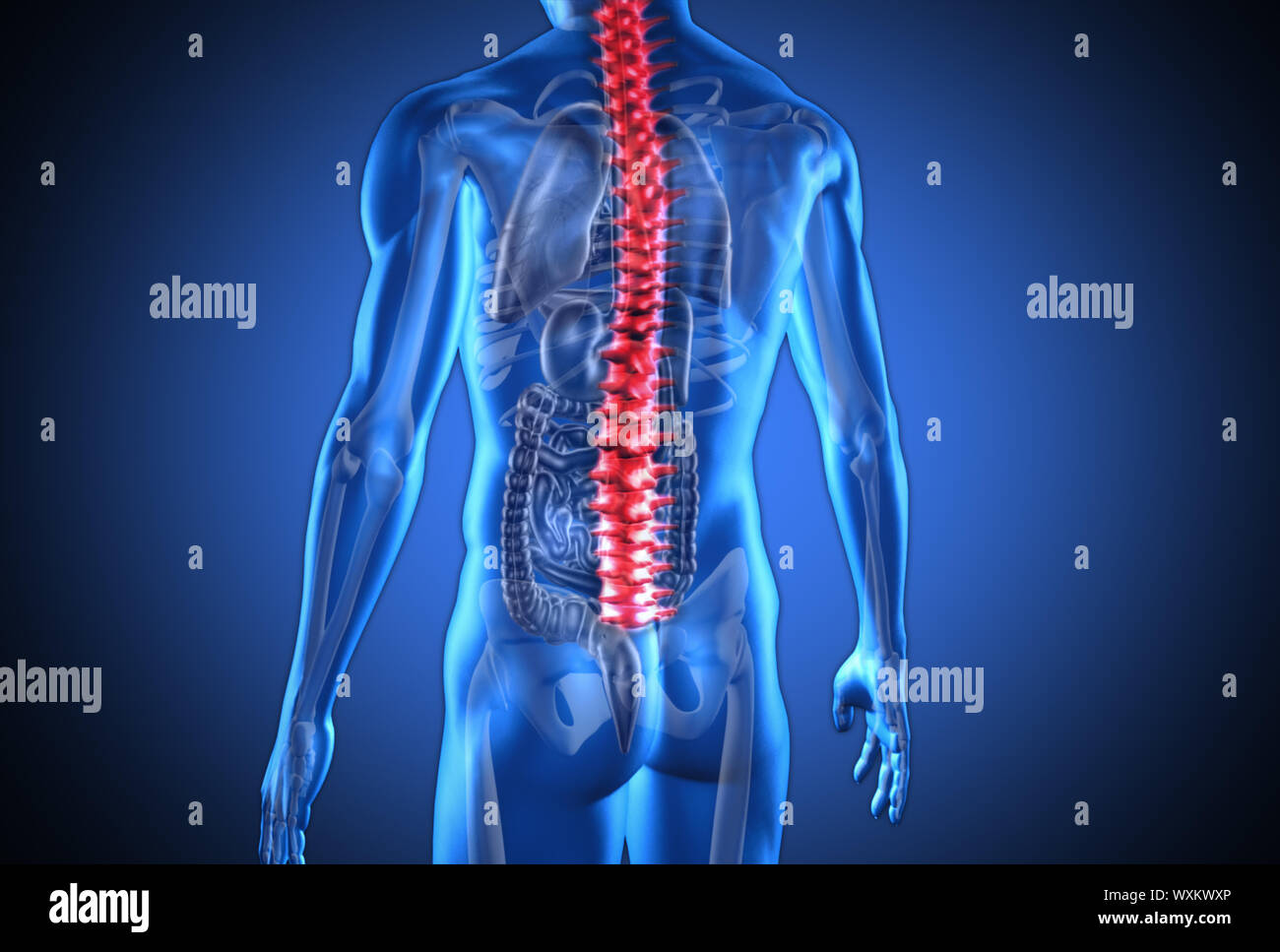 Digital blue human with highlighted red spine and visible organs on ...