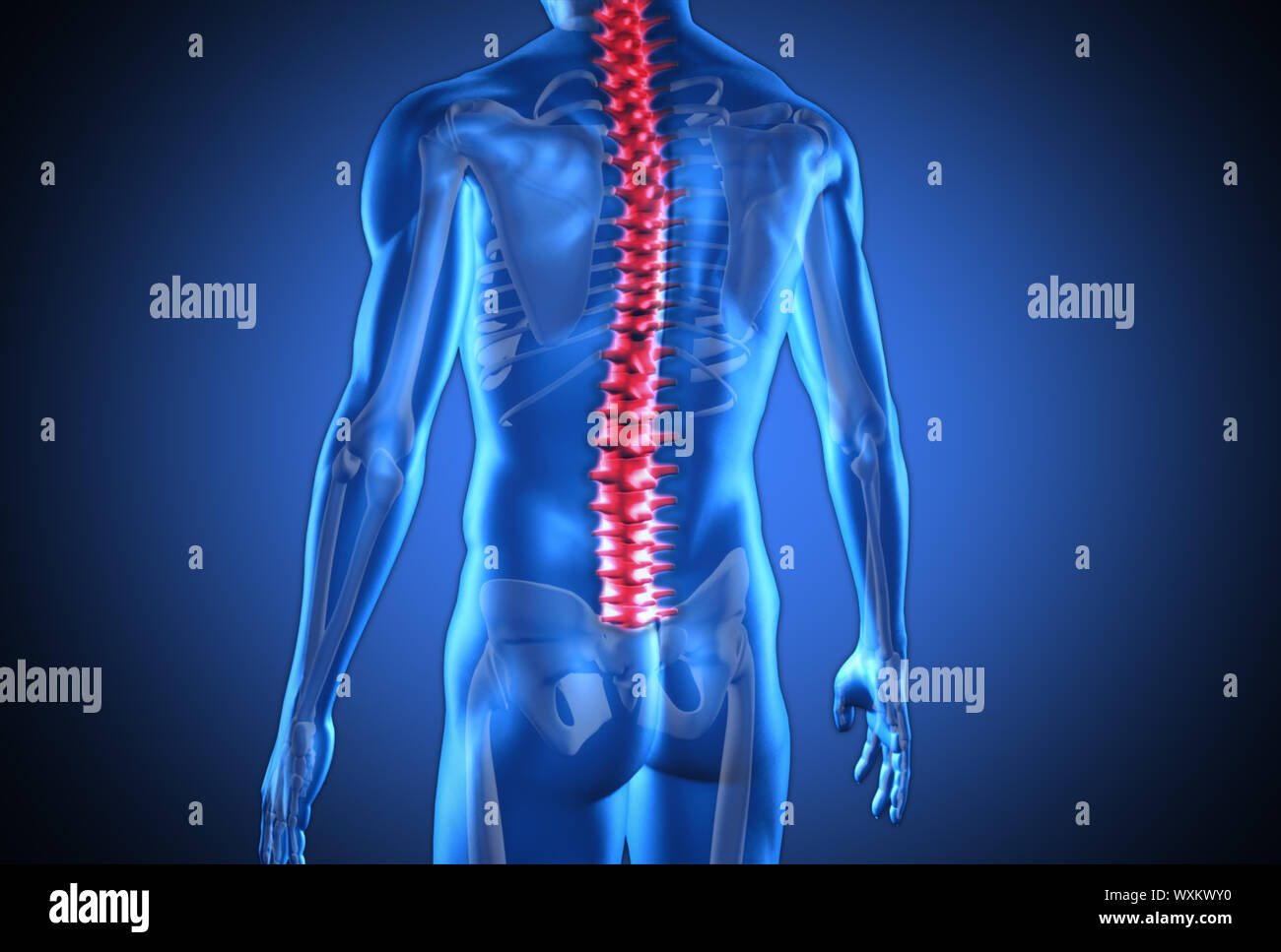 Digital blue human with highlighted red spine on dark blue background ...