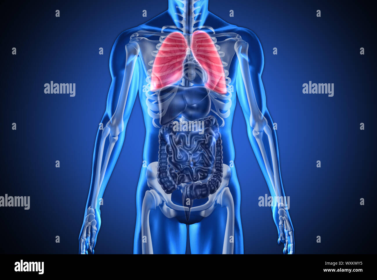Digital blue human with highlighted lungs on dark blue background Stock ...