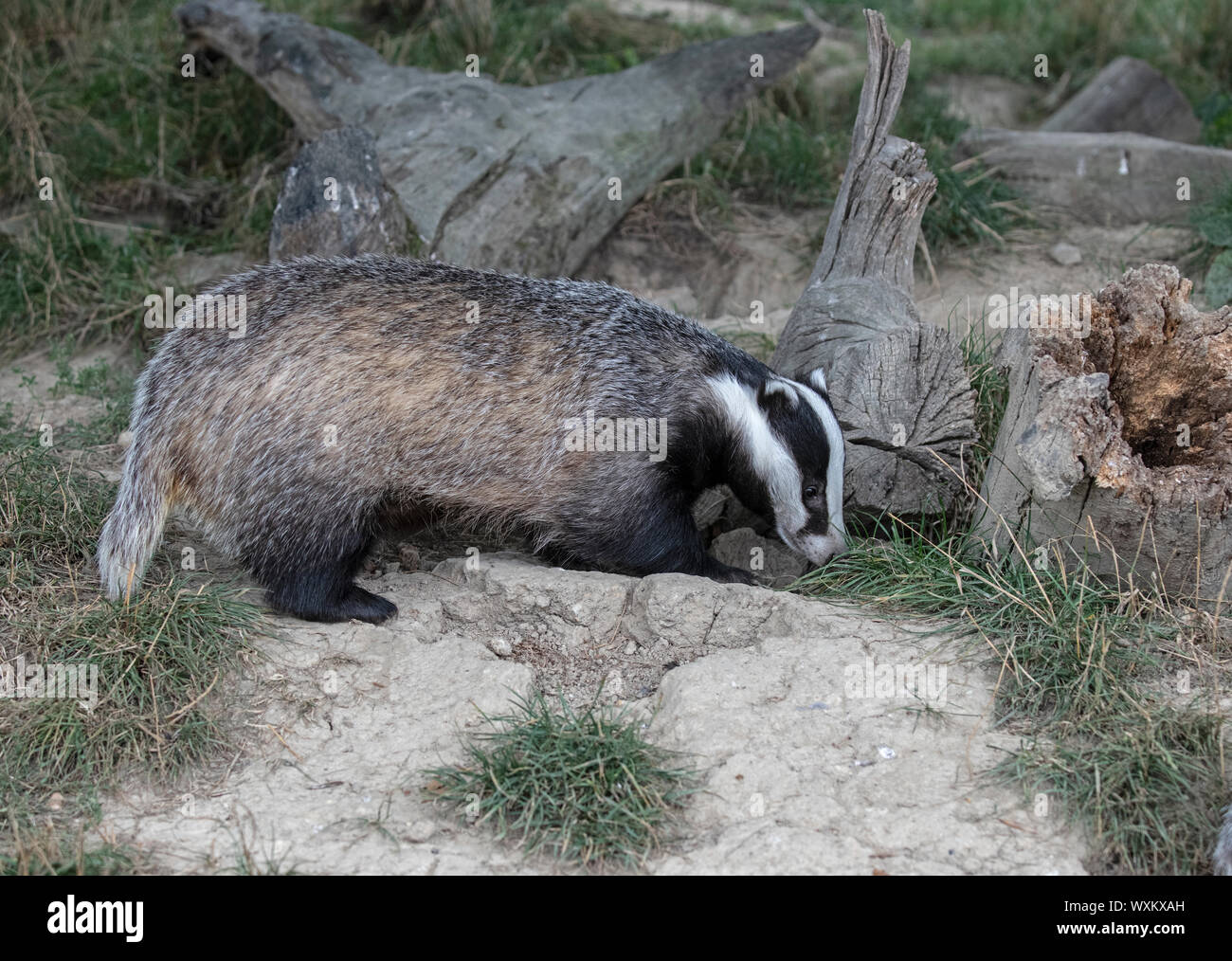 Badger: Meles meles. Captive animal Stock Photo - Alamy