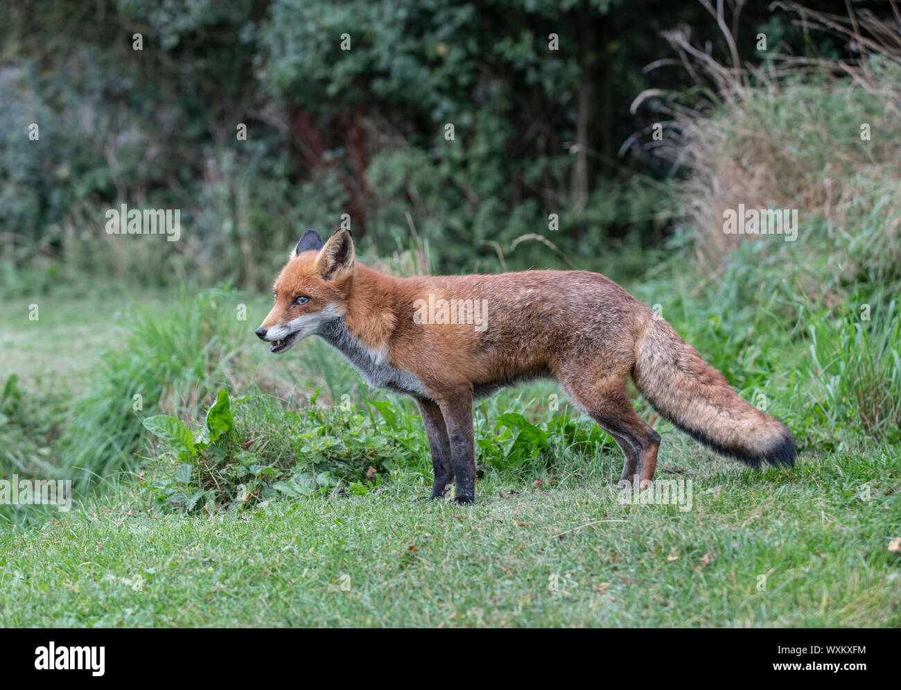 Red Fox: Vulpes vulpes. Captive animal Stock Photo - Alamy