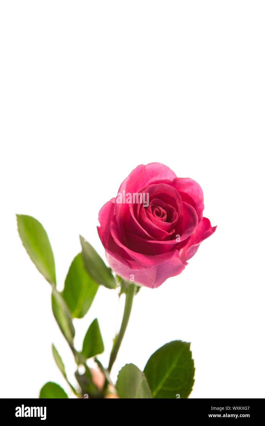 Pink rose in bloom with stalk on white background Stock Photo - Alamy