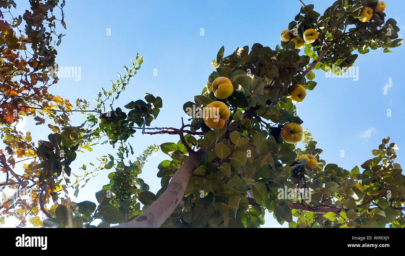 Cydonia oblonga 2 Stock Photo - Alamy