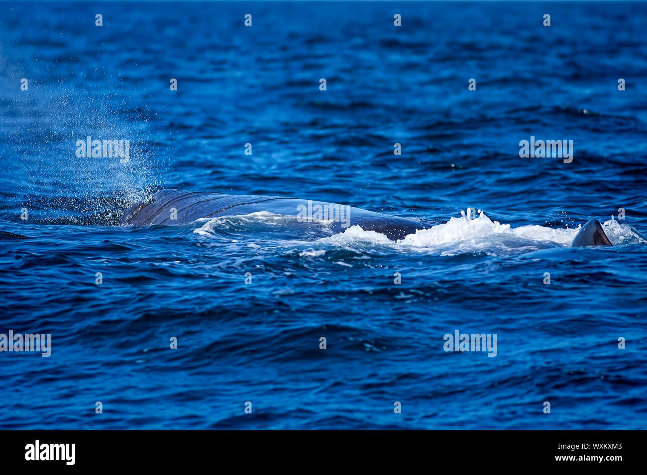 Sperm whale range hi-res stock photography and images - Alamy