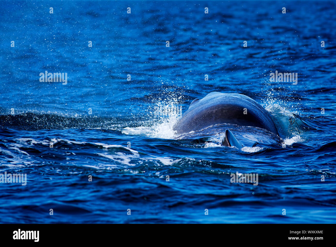 Sperm whale range hi-res stock photography and images - Alamy