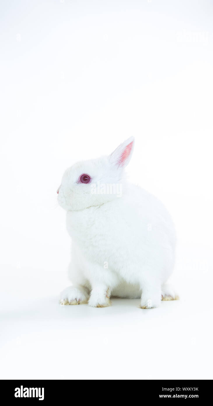 Fluffy white rabbit on white background Stock Photo - Alamy