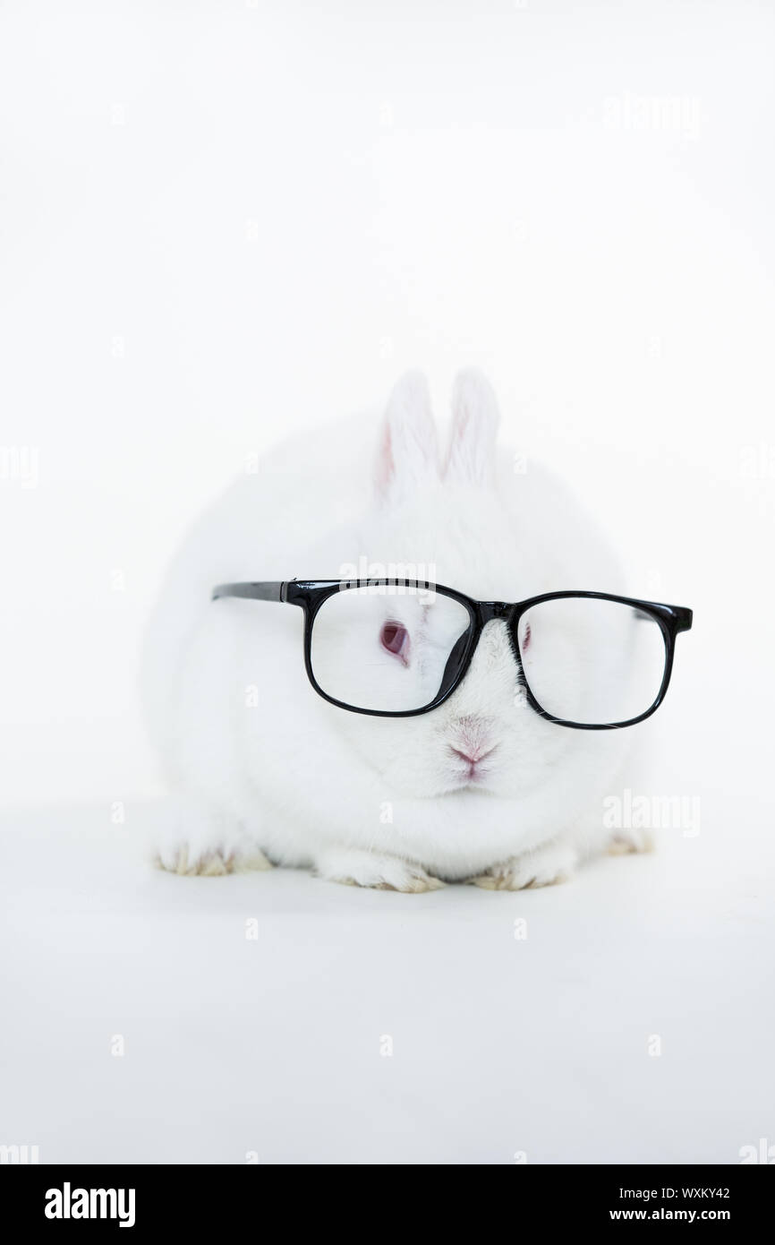 White bunny wearing human glasses on white background Stock Photo - Alamy